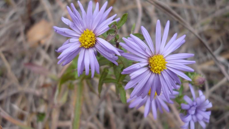 Fall Aster – Rusty Dog Gardens