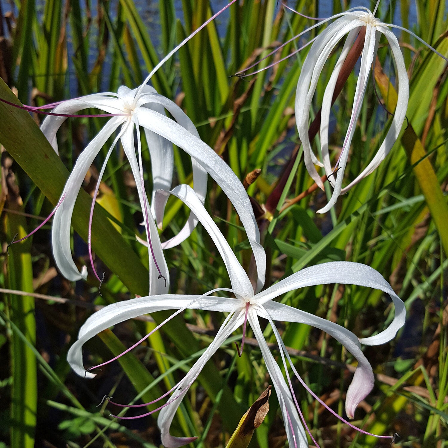 Swamp Lily – Rusty Dog Gardens