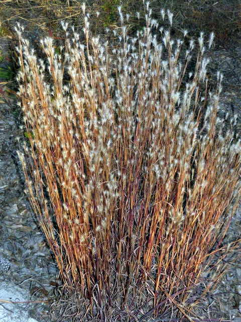 Splitbeard Bluestem – Rusty Dog Gardens